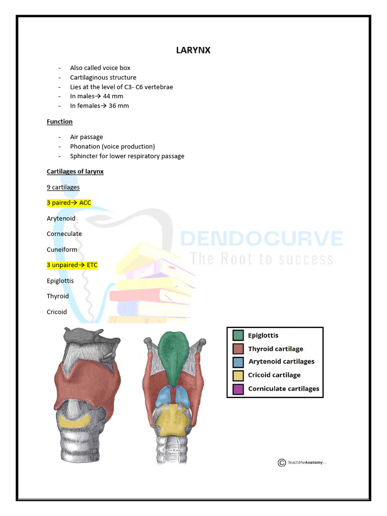 LARYNX | PDF | Larynx | Human Head And Neck