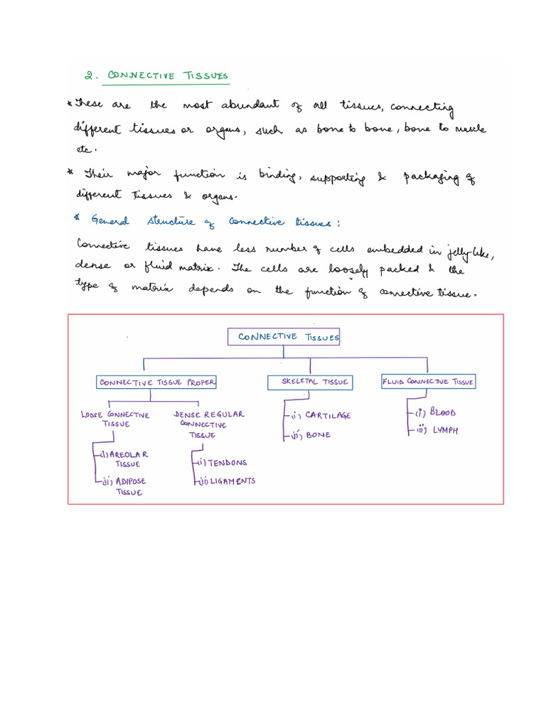 Connective Tissues Part 1 Pdf