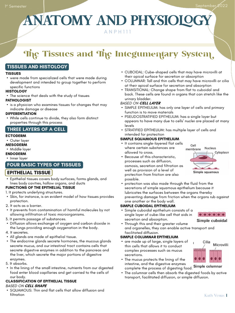 1.03 The Tissues and The Integumentary System | PDF
