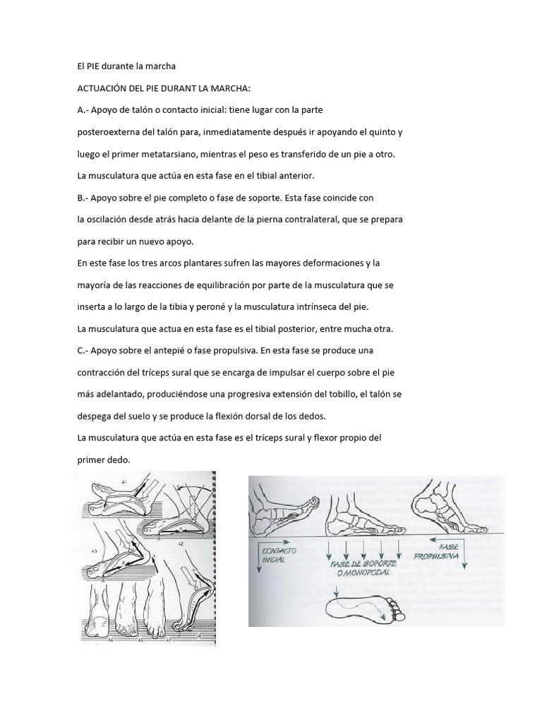 El PIE Durante La Marcha | PDF