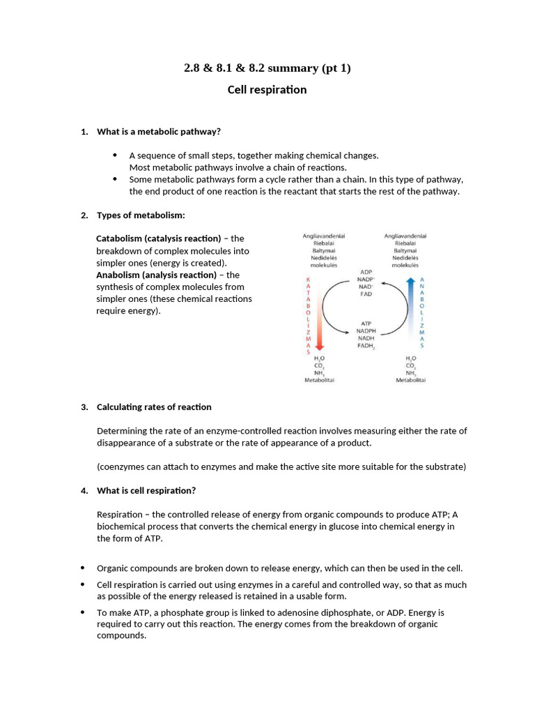 Aerobic Respiration, IB HL Summary | PDF