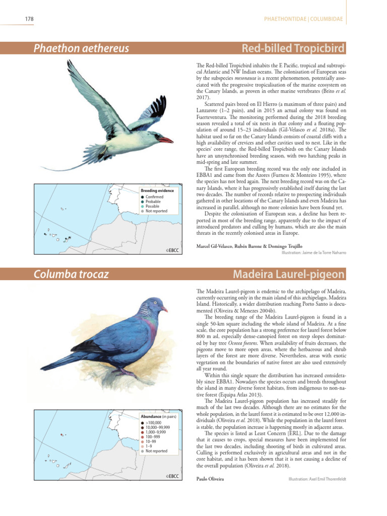 Phaethonaethereus - Red Billedtropicbird EBBA22020 | PDF | Holarctic ...
