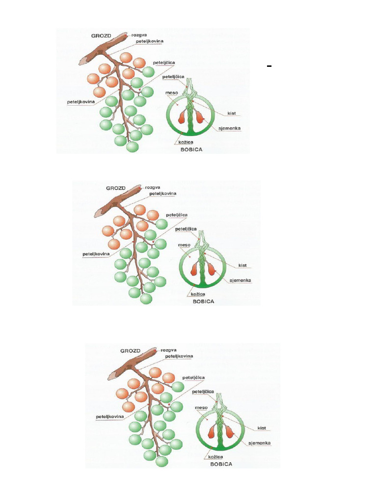 Grozd Za Print | PDF