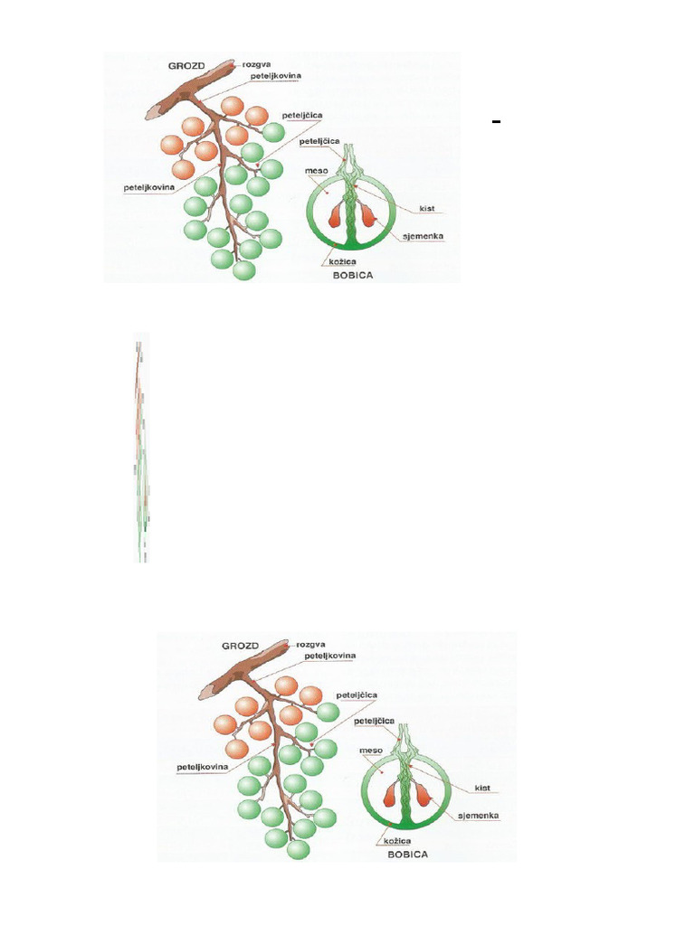 Grozd Za Print | PDF