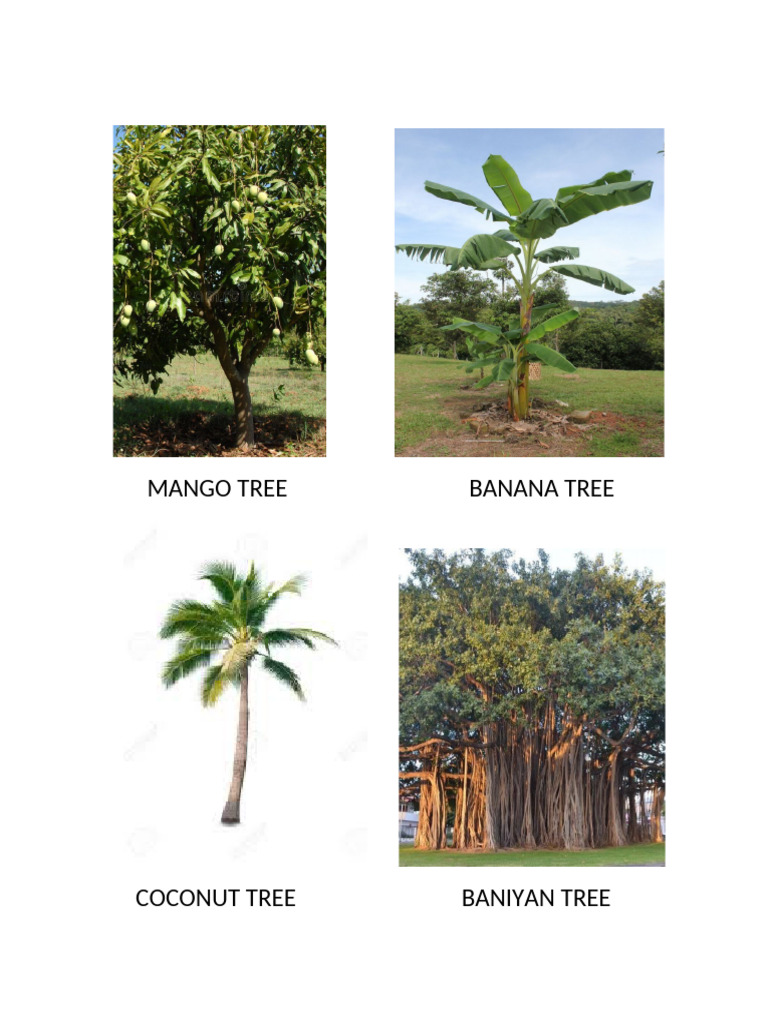 TREE | PDF
