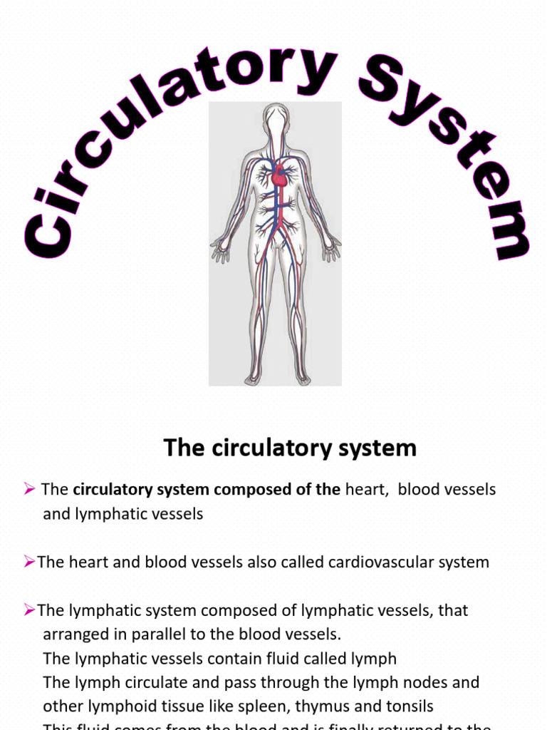 Circulatory System | PDF