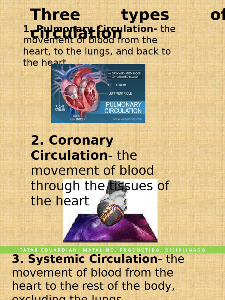Circulatory | PDF