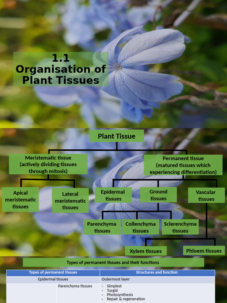 1.1 Organisation of Plant Tissue | PDF