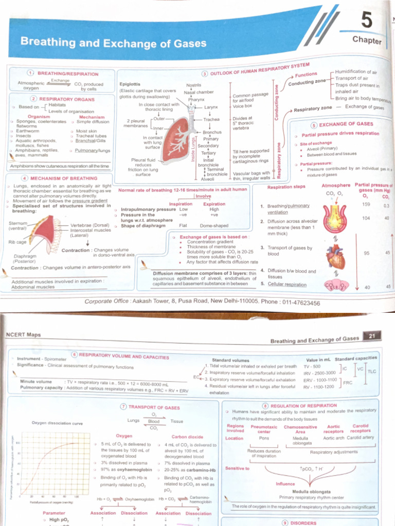 Breathing & Exchange of Gases Mind Map | PDF