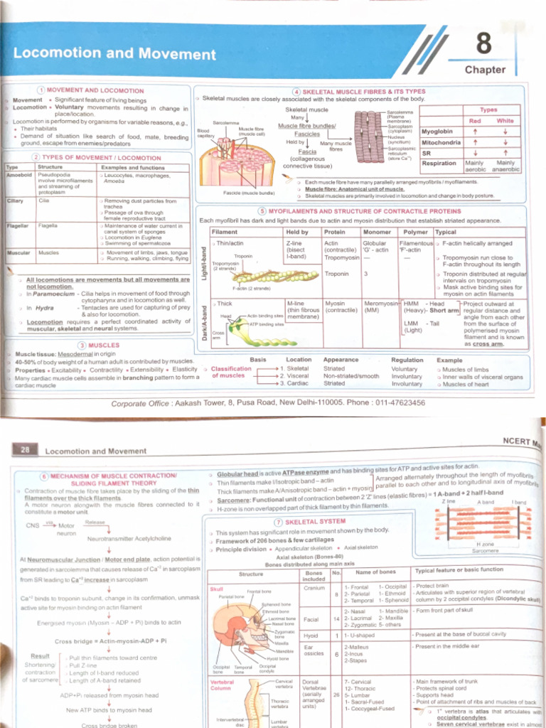 Locomotion Mind Map | PDF