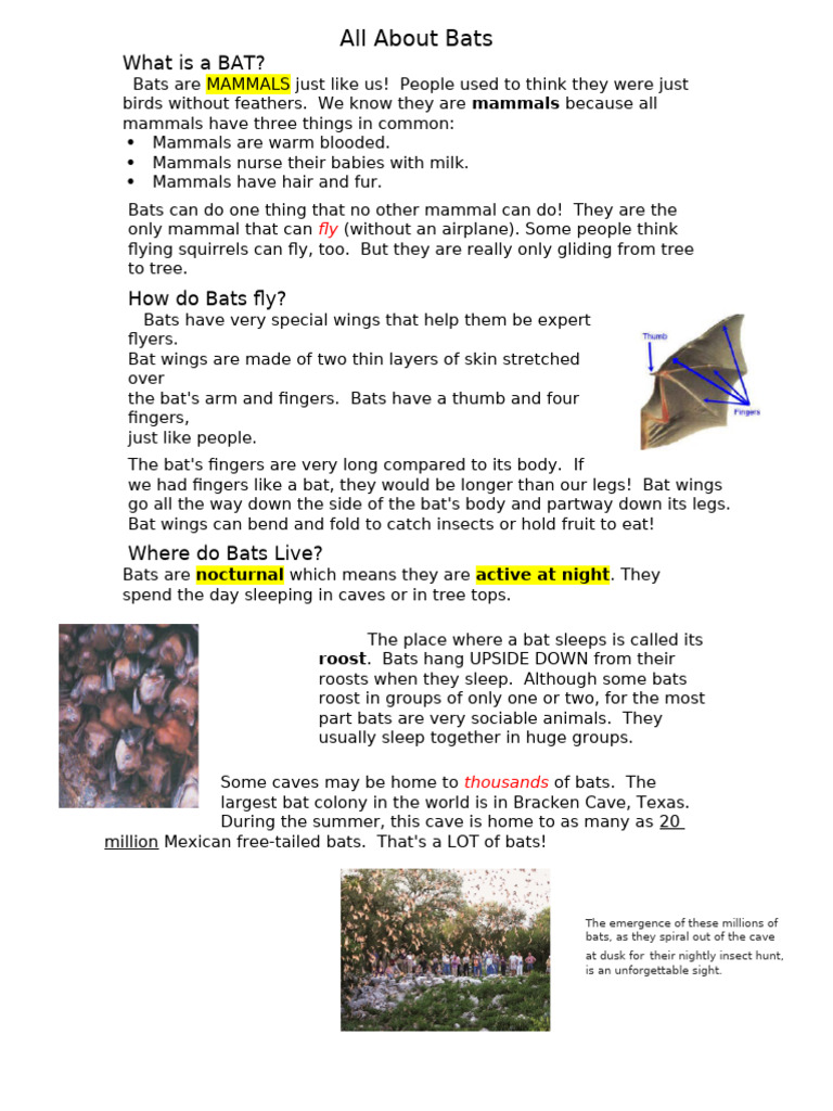 Bats with Text Features | PDF