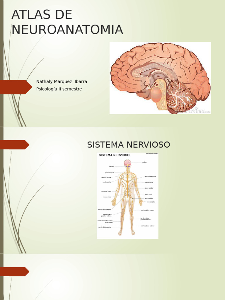 Atlas de Neuroanatomia | PDF