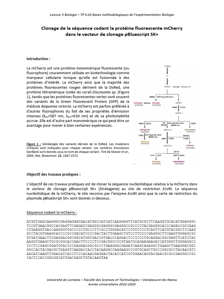 Topo TP Clonage 2023-2024 | PDF
