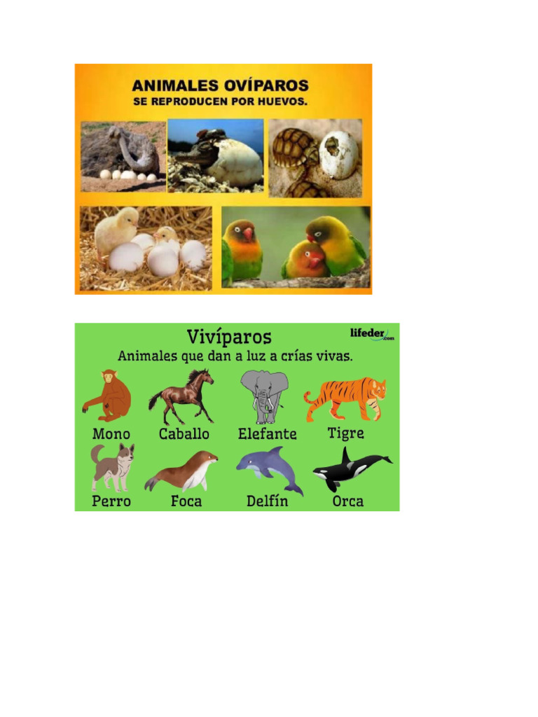 Animales Oviparos y Viviparos | PDF