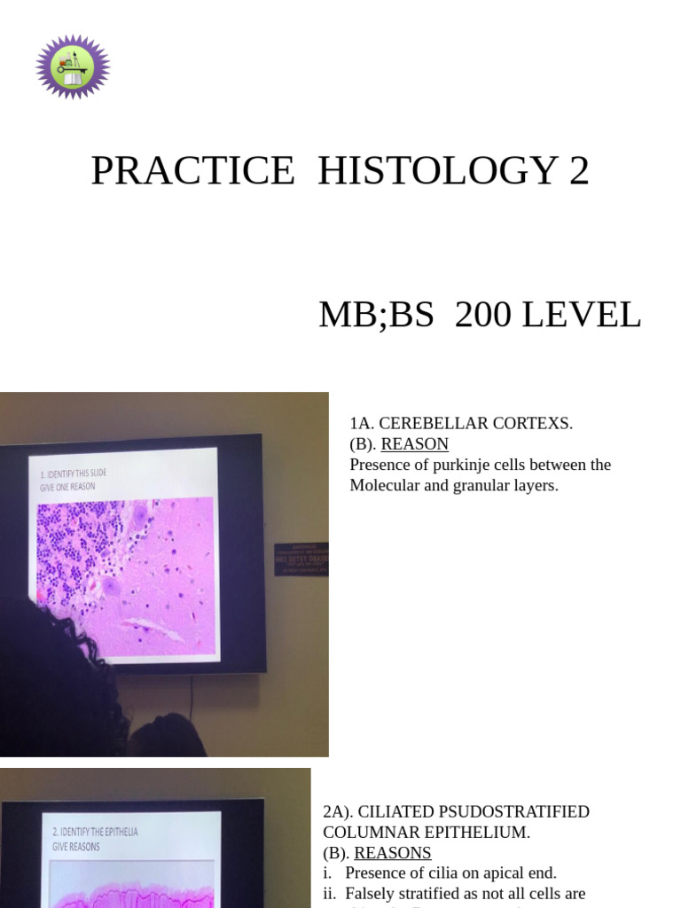 Practice Histology 2 | PDF