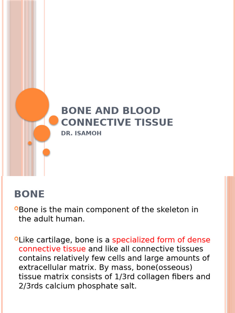 Bone Connective Tissue | PDF