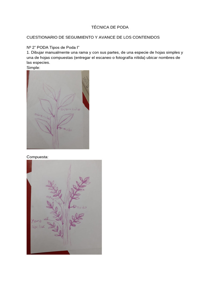 Técnica de Poda Ii | PDF