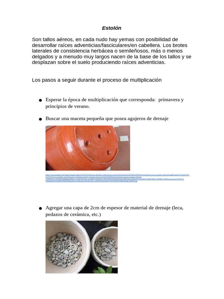 Estolón - Actividad | PDF