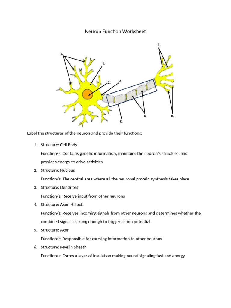 Neuron Worksheet | PDF
