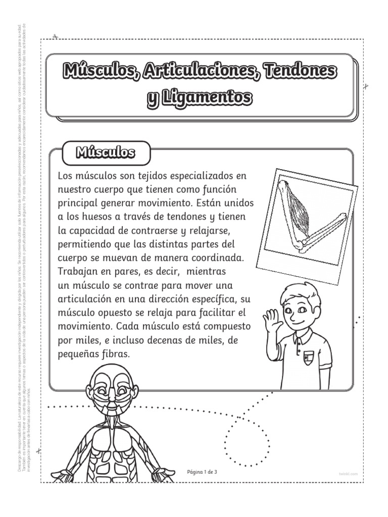 Ficha Musculos Articulaciones Tendones y Ligamentos. | PDF