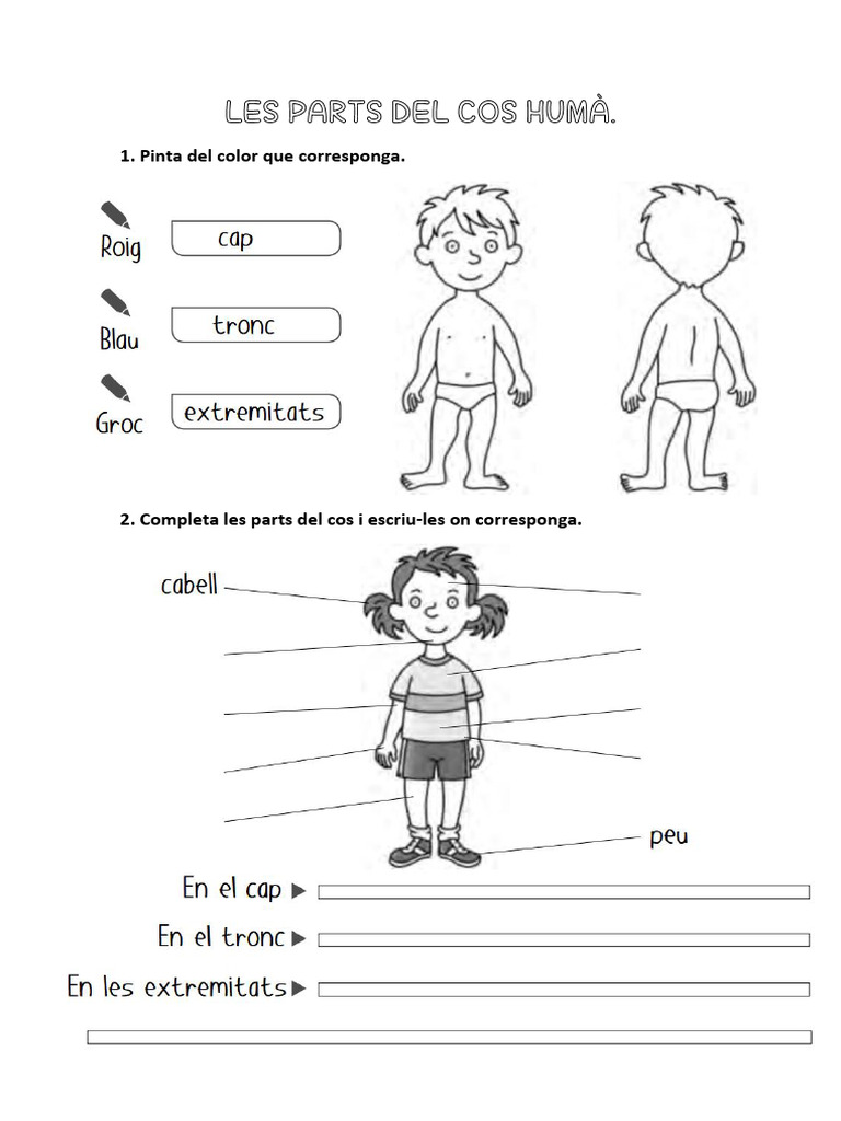 Les Parts Del Cos Humà | PDF