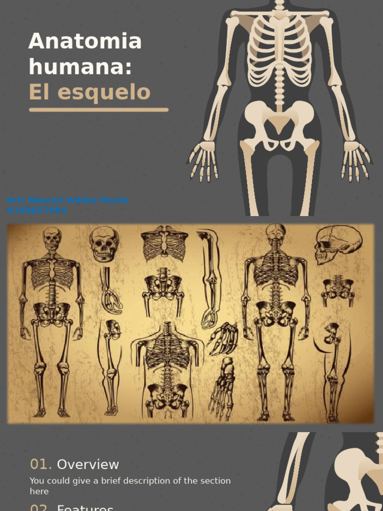 Anatomy Lesson by Slidesgo | PDF