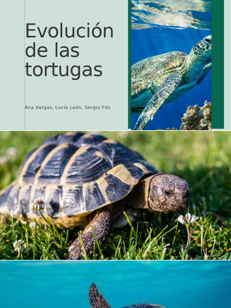 Evolución de Las Tortugas | PDF