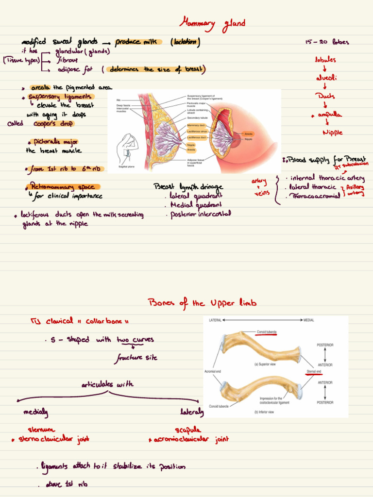 Anatomy Basics 2 | PDF