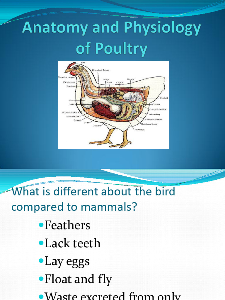 Anatomy and Physiology Poultry Autor U.S. Poultry & Egg Association Web ...