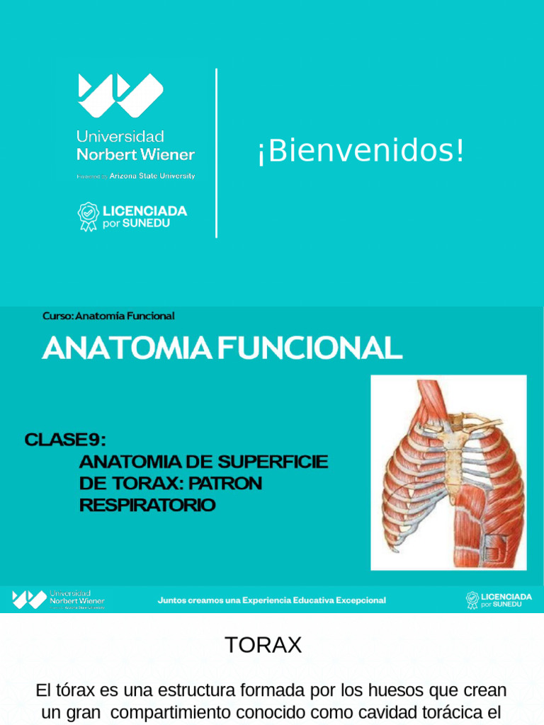Anatomía y Funciones del Tórax | PDF | Tórax | Sistema esquelético