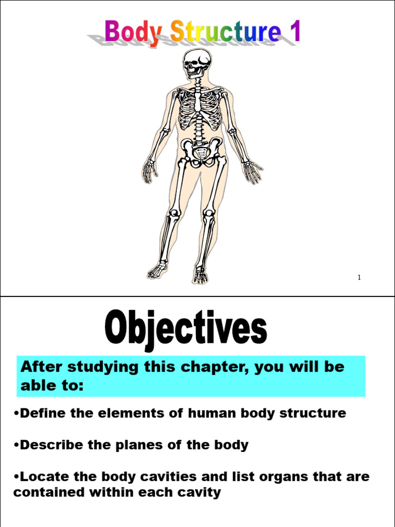Body Structure 1 | PDF | Human Body | Wellness
