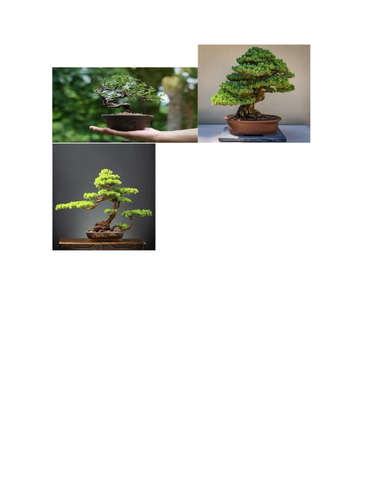Bonsai | PDF