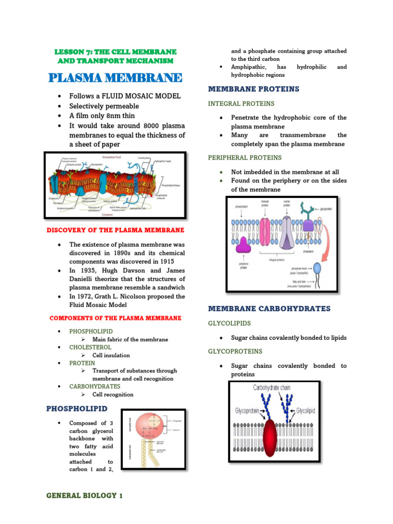 General Biology - Lesson 7-8 | PDF | Cell Membrane | Enzyme