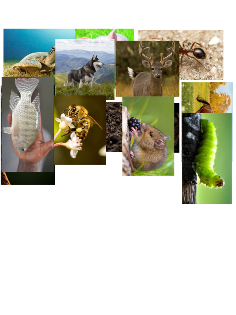 Animales Pocoman | PDF