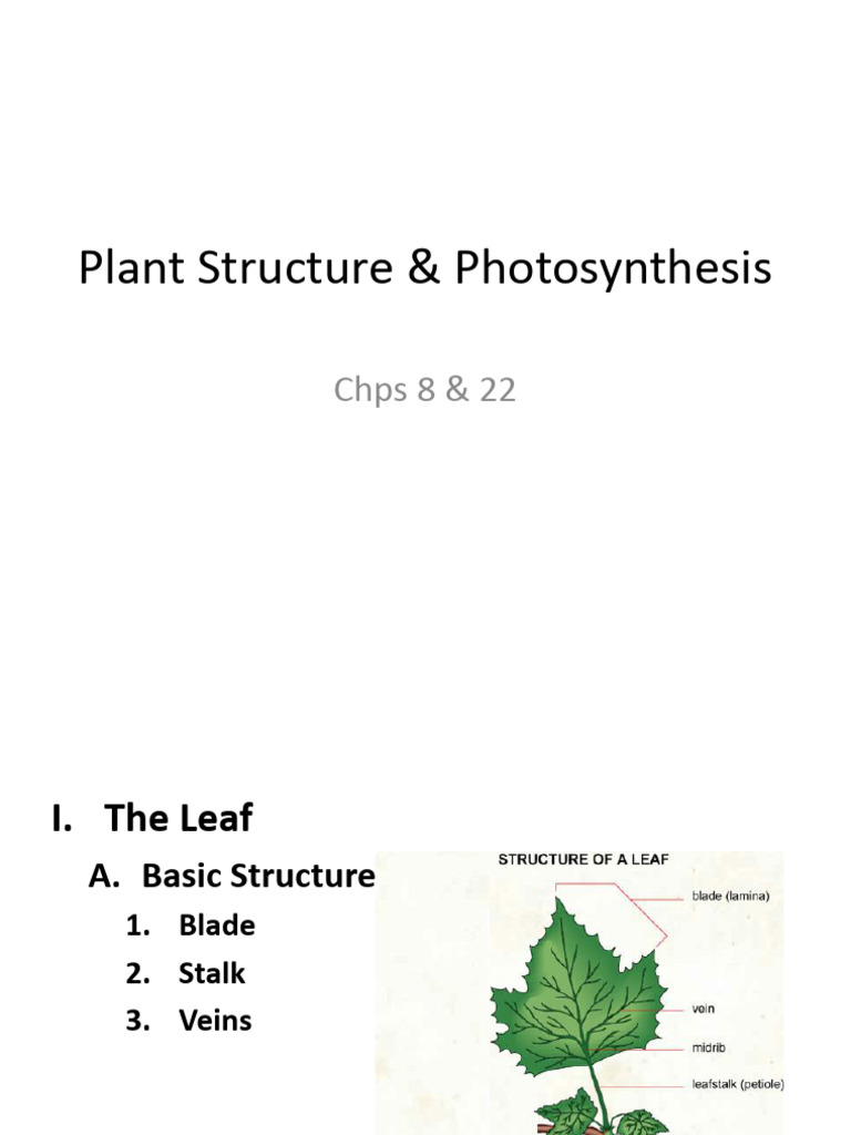 Plant Structure and Photosynthesis | PDF