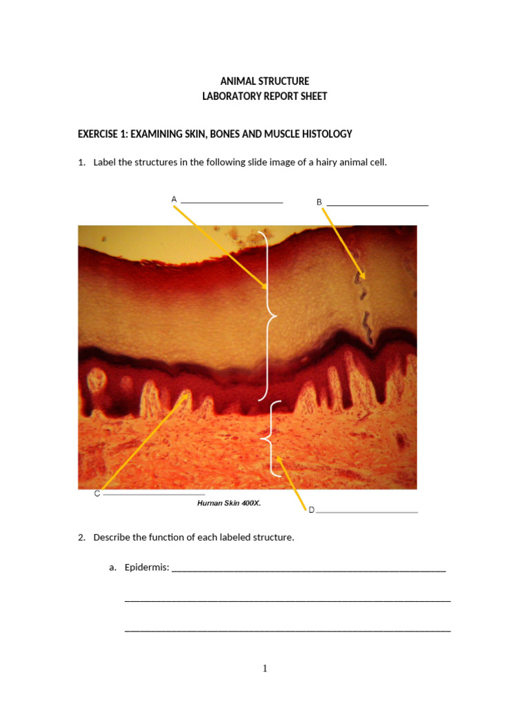 Animal Structure Laboratory Report Sheet | PDF
