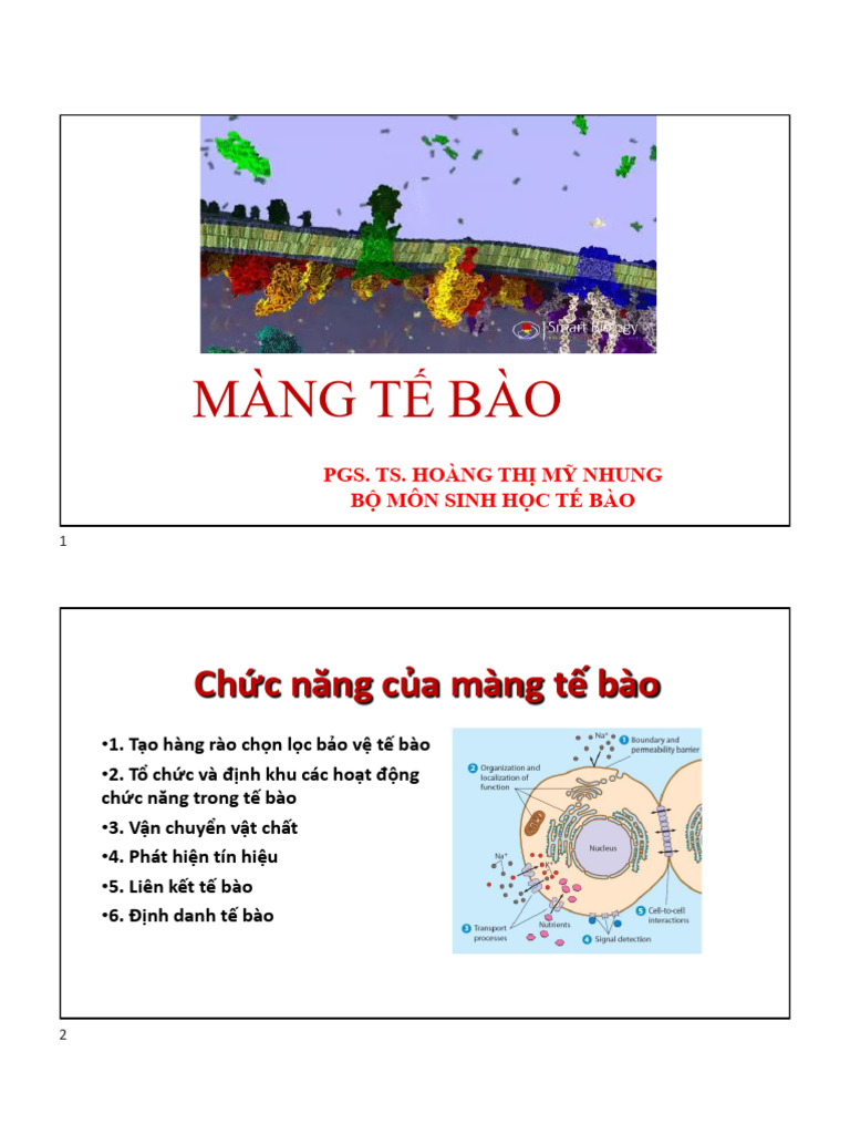 Cell Membrane 1 - Fall 2024 - TV-Sent To Student | PDF