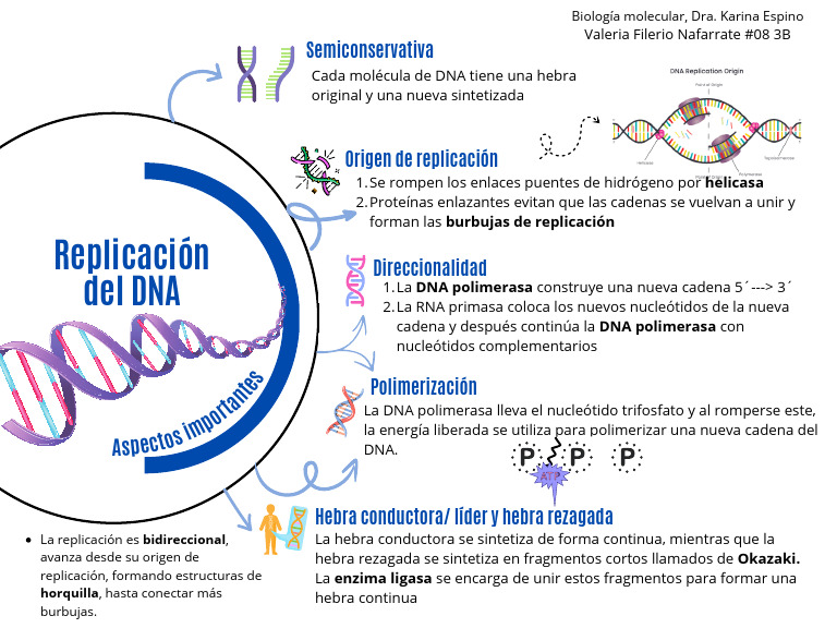 Replicación del DNA: Proceso y Enzimas | PDF