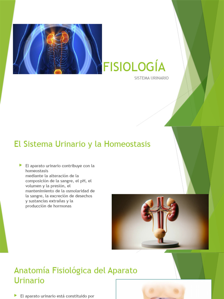 Fisiología Sistema Urinario 2024 | PDF | Riñón | Sistema urinario