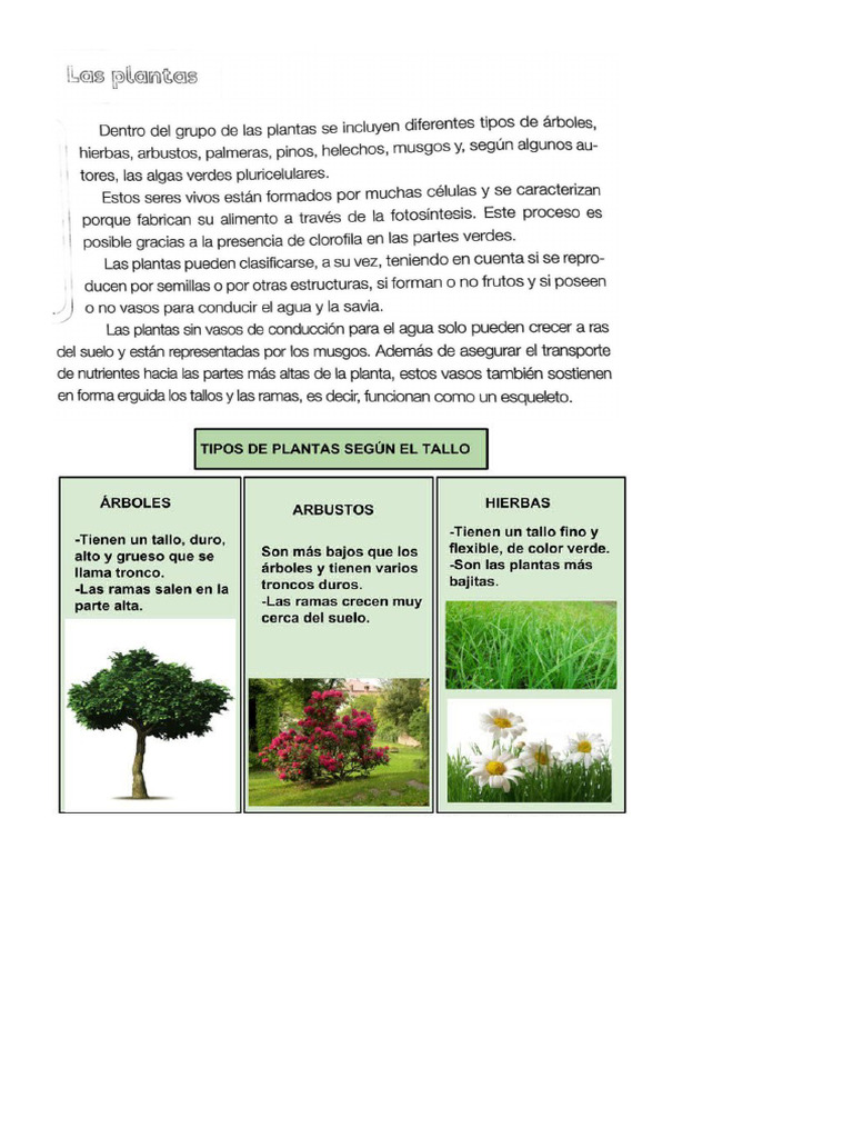 Actividades para Cs Nat Las Plantas | PDF