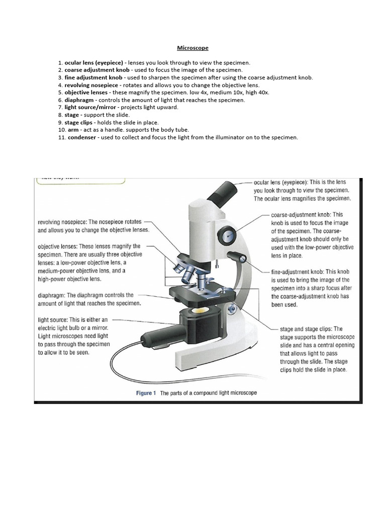 Botany Lab Reviewer | PDF