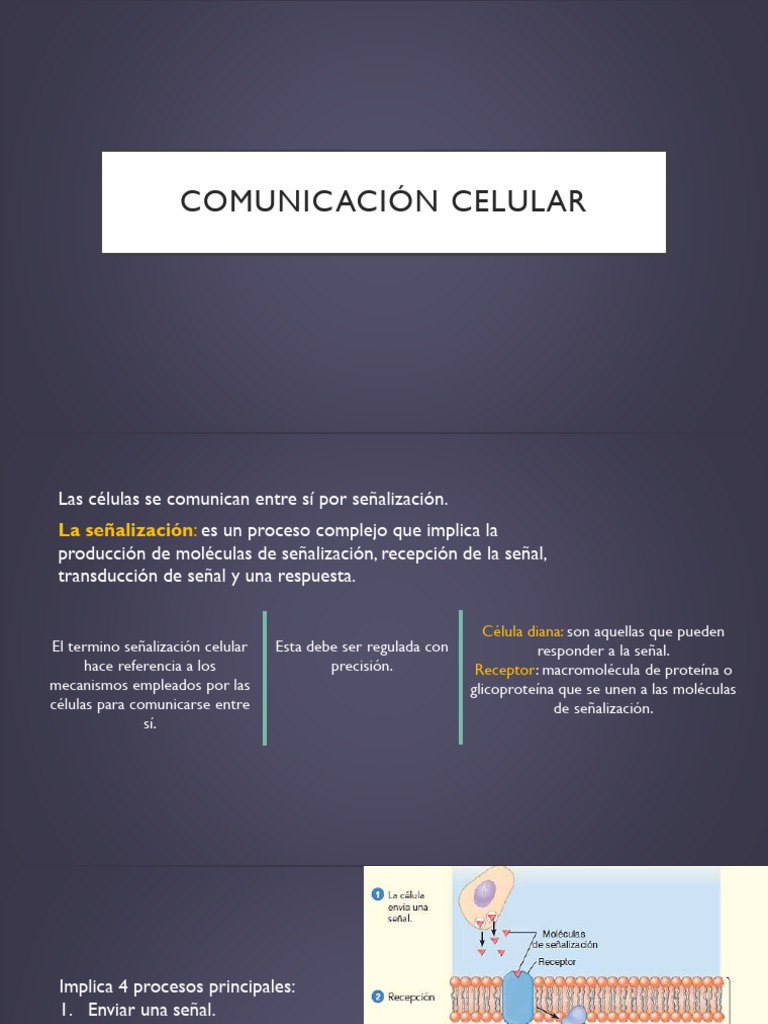 8 Comunicación Celular | PDF