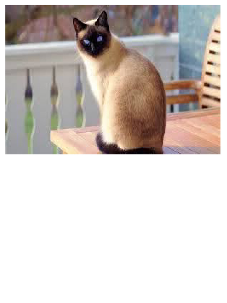 GATO | PDF