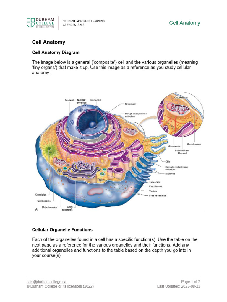 Cell Anatomy | PDF