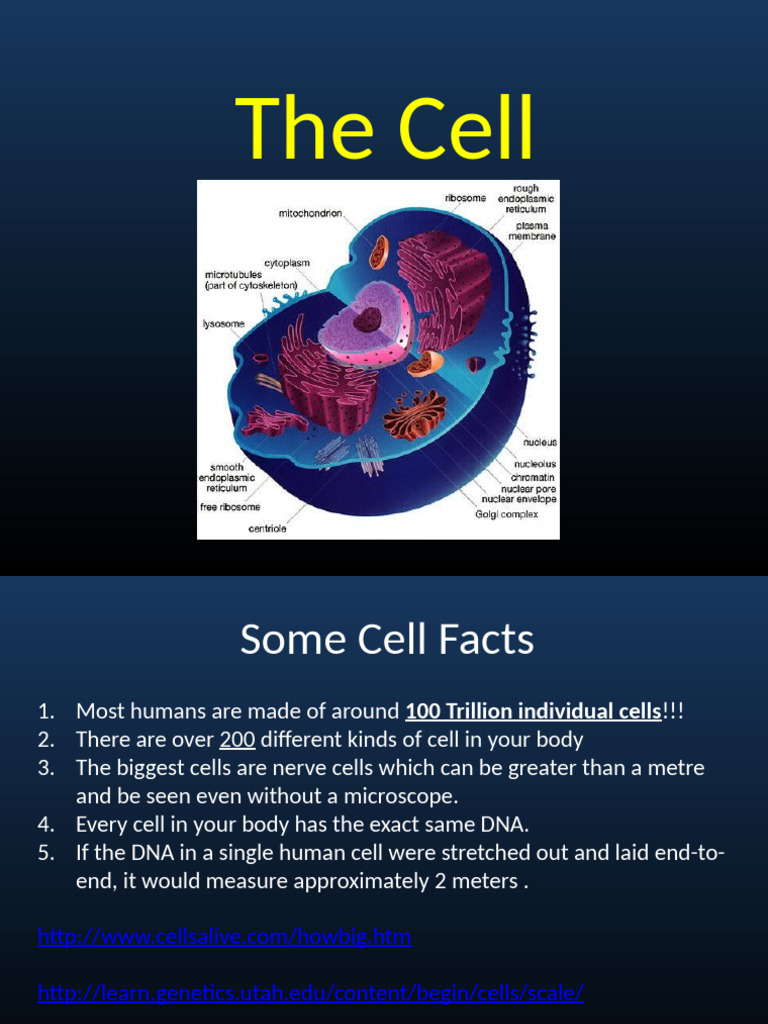 Biology Lesson 1 - The Cell (1) | PDF