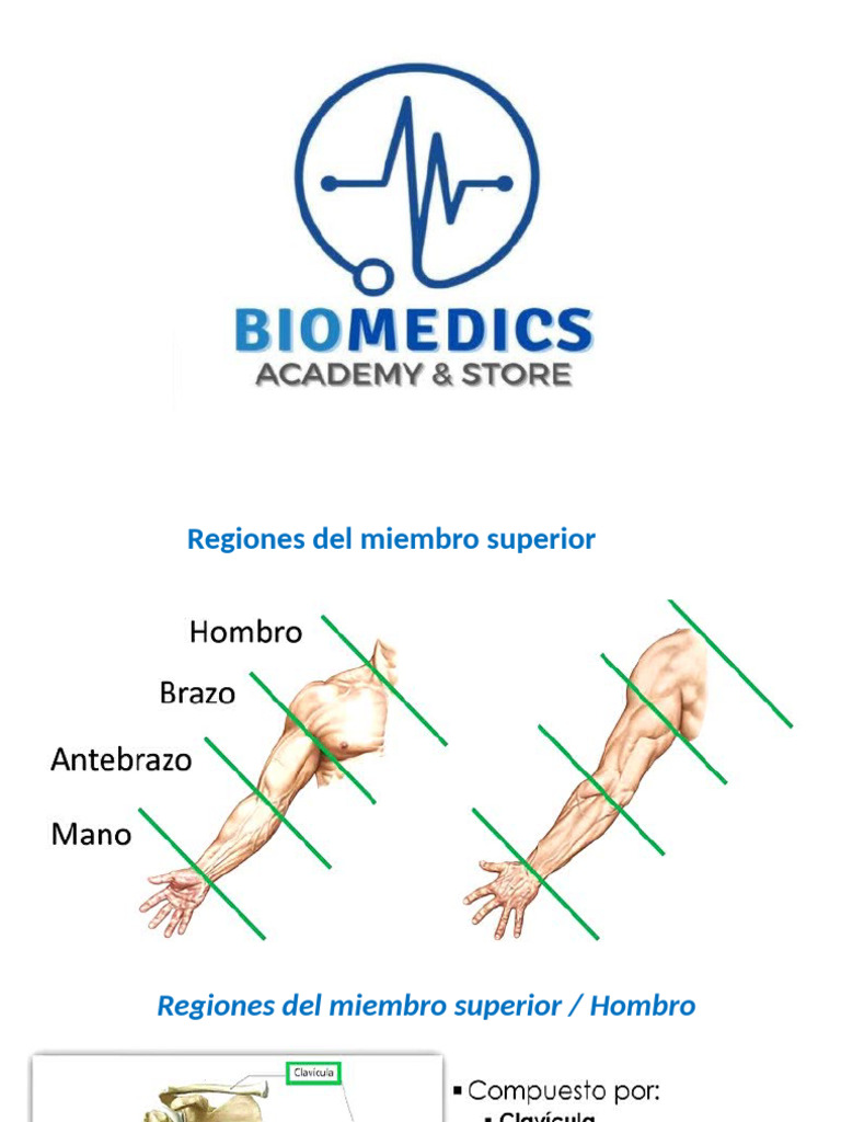 Anatomía del Brazo y Antebrazo | PDF | Sistema musculoesquelético ...