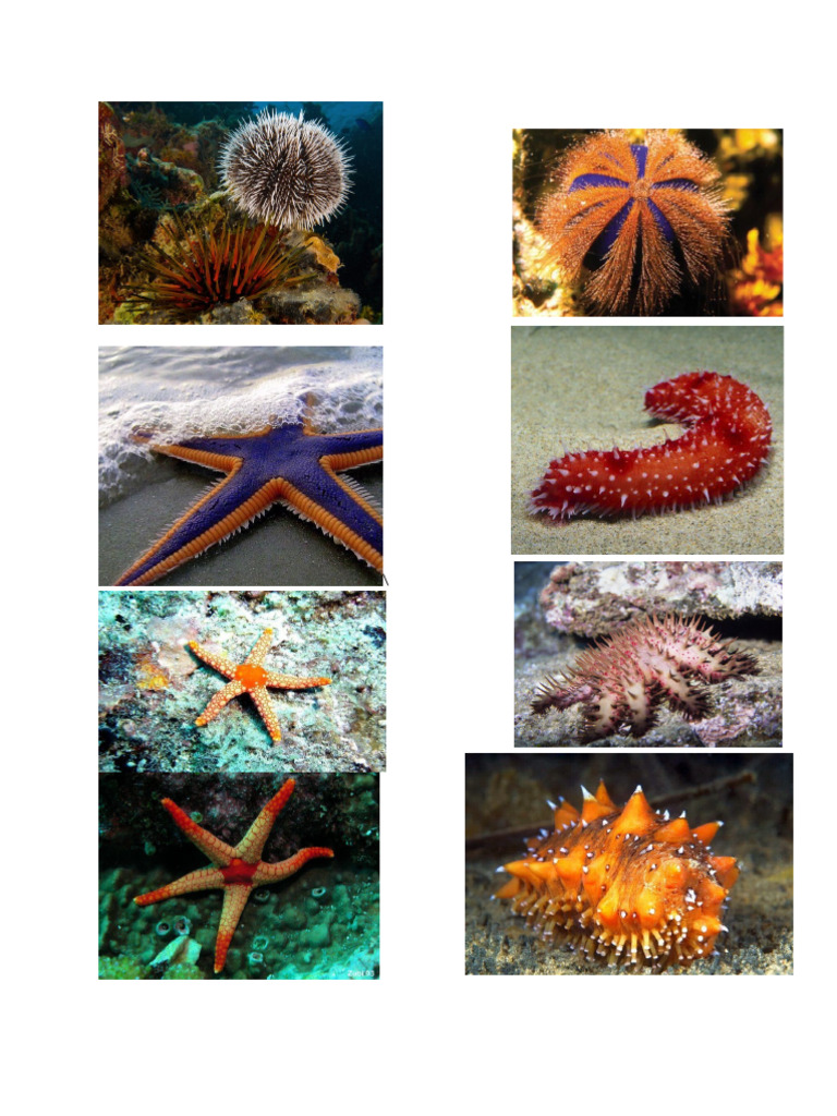 ECHINODERMATA | PDF