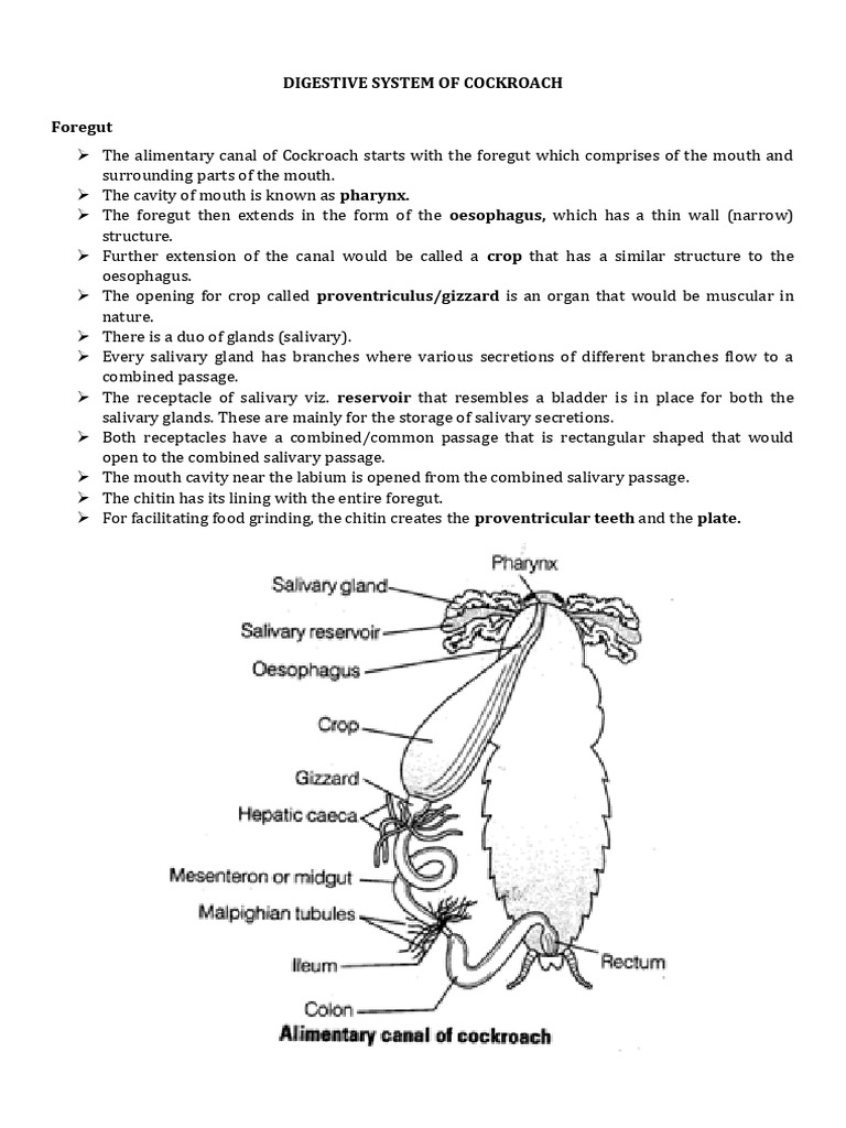 Digestive System of Cockroach | PDF