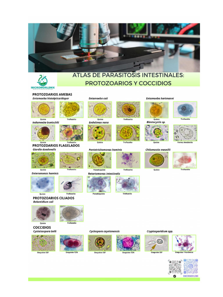 Interpretacion de Parasitosis Intestinales. Protozoarios y Coccidios | PDF