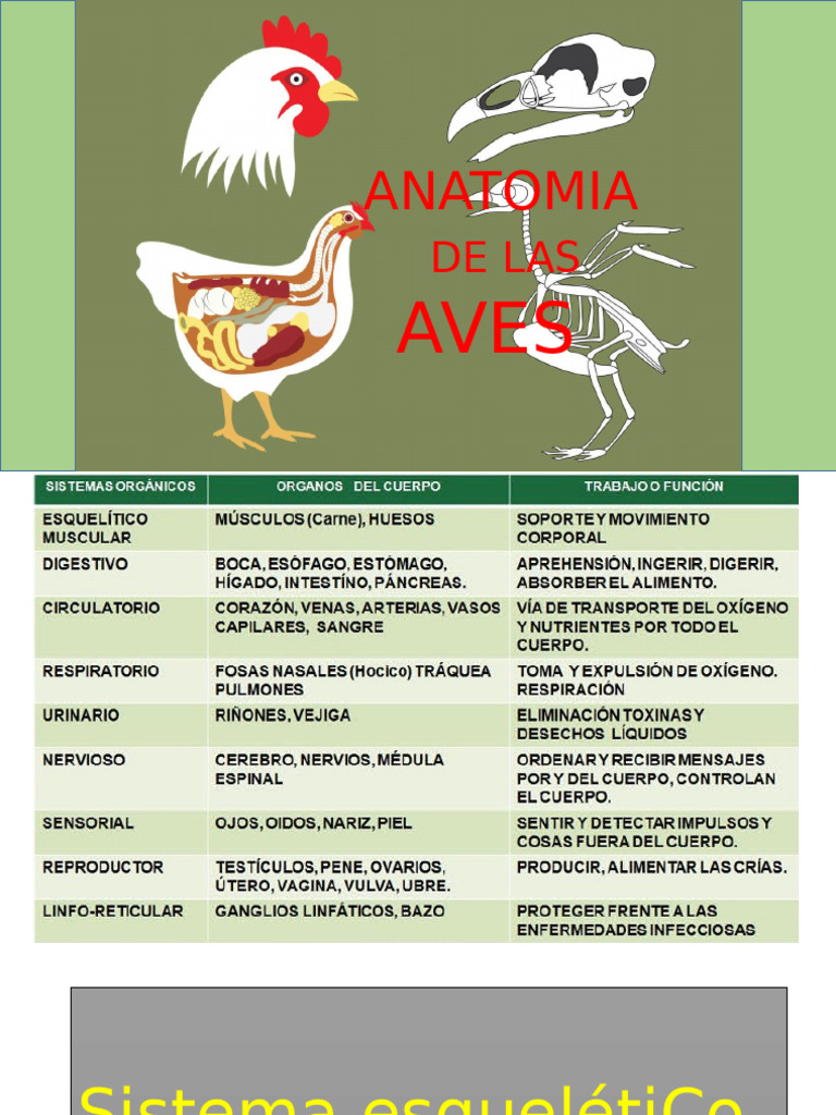 0.-Anatomia de Las Aves_2 | PDF